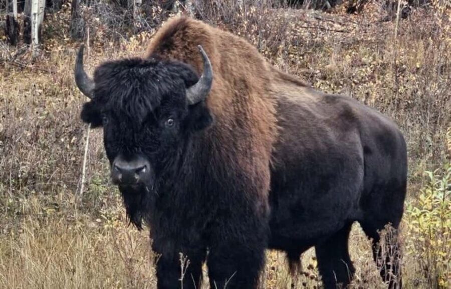Yellowknife: Wild Bison Highway Tour - What to Expect During the Tour