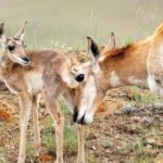 Yellowstone Day Adventure - Authentic Experiences and Authentic Guides