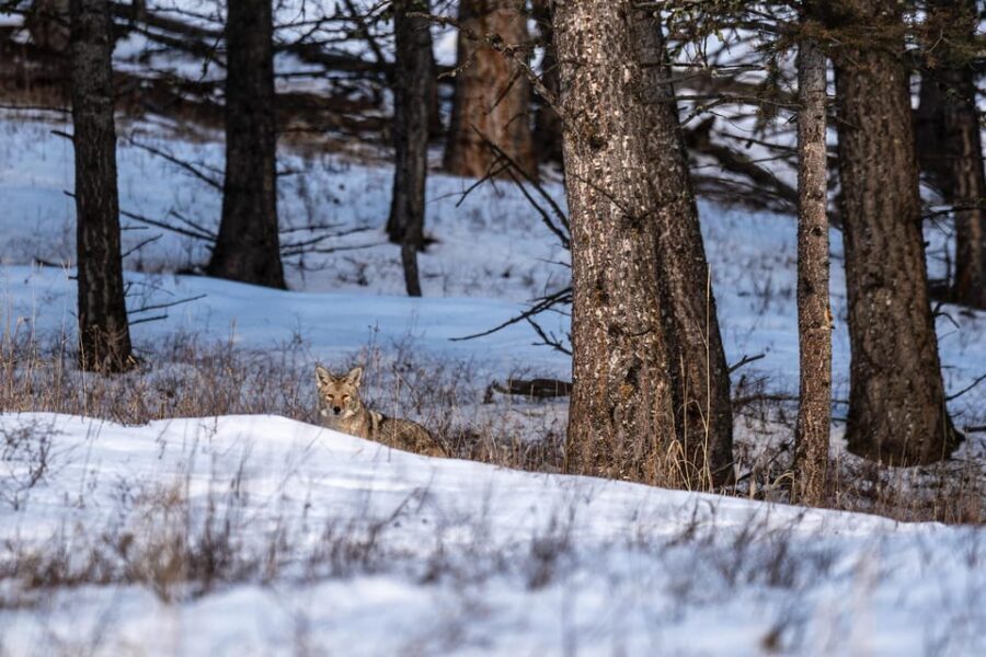 Yellowstone National Park: 3 Day Wildlife Photography Tour - Detailed Tour Breakdown