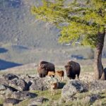Yellowstone National Park Group Tour - Authentic Experiences and Common Feedback