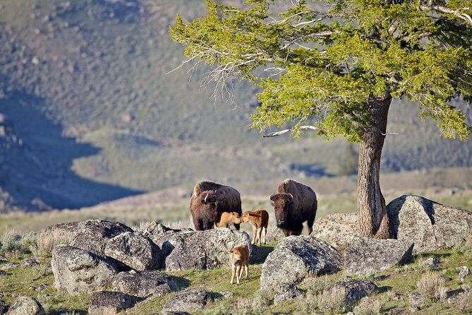 Yellowstone National Park Group Tour - Authentic Experiences and Common Feedback