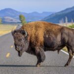 Yellowstone Private Tour Up To 14 Surprise Activity Included - FAQs
