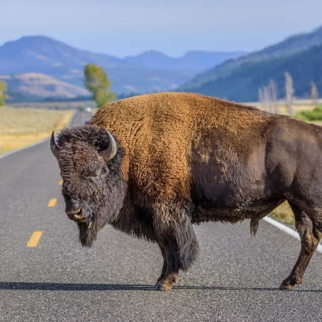 Yellowstone Private Tour Up To 14 Surprise Activity Included - FAQs