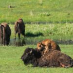 Yellowstone Wildlife Tour - An In-Depth Look at the Yellowstone Wildlife Tour