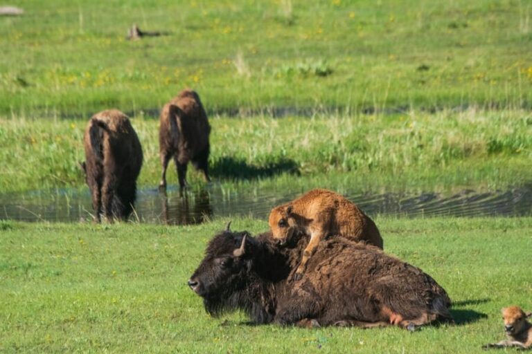 Yellowstone Wildlife Tour - An In-Depth Look at the Yellowstone Wildlife Tour