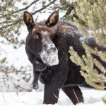 Yellowstone Winter Day Adventure - Overall Impressions: Is It Worth It?