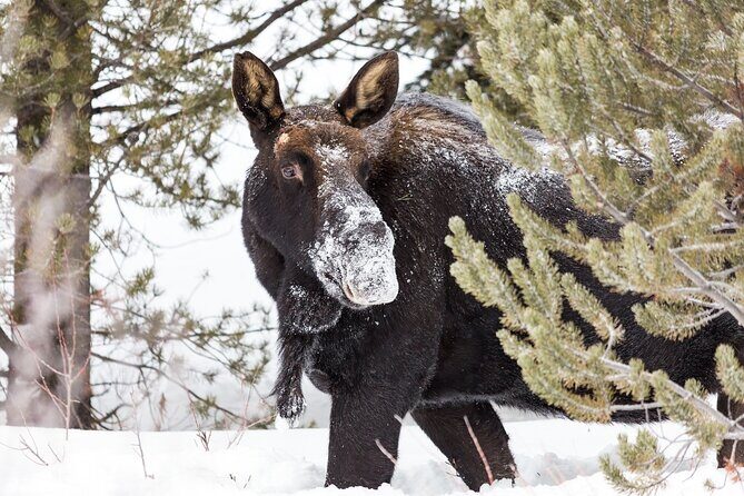 Yellowstone Winter Day Adventure - Overall Impressions: Is It Worth It?