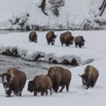 Yellowstone Wolves and Winter 4Day/3Night Adventure from Montana - Experience Quality and What It Means for You