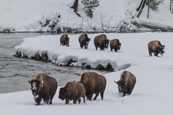 Yellowstone Wolves and Winter 4Day/3Night Adventure from Montana - Experience Quality and What It Means for You