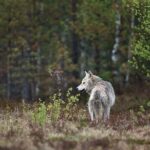 Yellowstone's Lamar Valley & Picnic With Wildlife Guide - Authentic Experiences and Honest Insights from Reviews