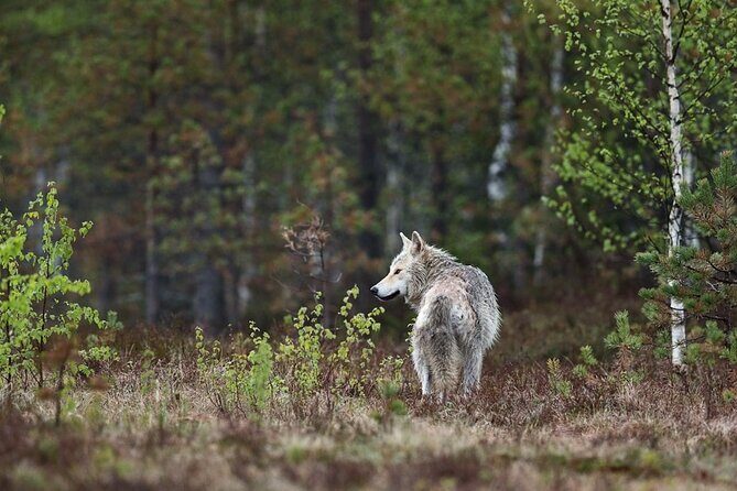 Yellowstone's Lamar Valley & Picnic With Wildlife Guide - Authentic Experiences and Honest Insights from Reviews