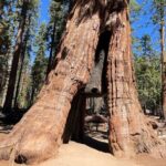 Yosemite National Park & Sequoias Private Tour from San Francisco - Key Points