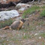 Yosemites High Country Adaptive Tour - Value and Practicalities