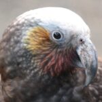 You choose the itinerary Dunedin, Full day, 6hrs - FAQs