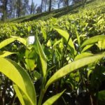 Your Private 06 nights and 07 Days tour - What This Tour Means for You