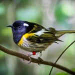 Zealandia by Day Tour - The Value of a Guided Tour
