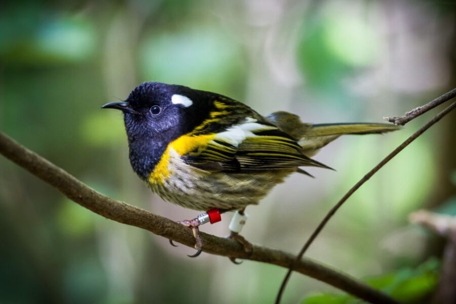 Zealandia by Day Tour - The Value of a Guided Tour