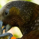 Zealandia Twilight Ecosanctuary Tour - Introduction: Nature’s Night Show