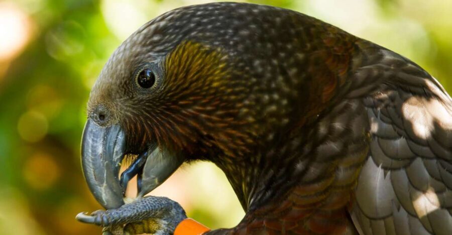 Zealandia Twilight Ecosanctuary Tour - Introduction: Nature’s Night Show