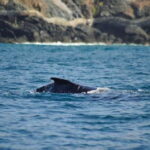 Zihuatanejo: Marine Life Observation Tour - Discovering Zihuatanejo’s Marine World