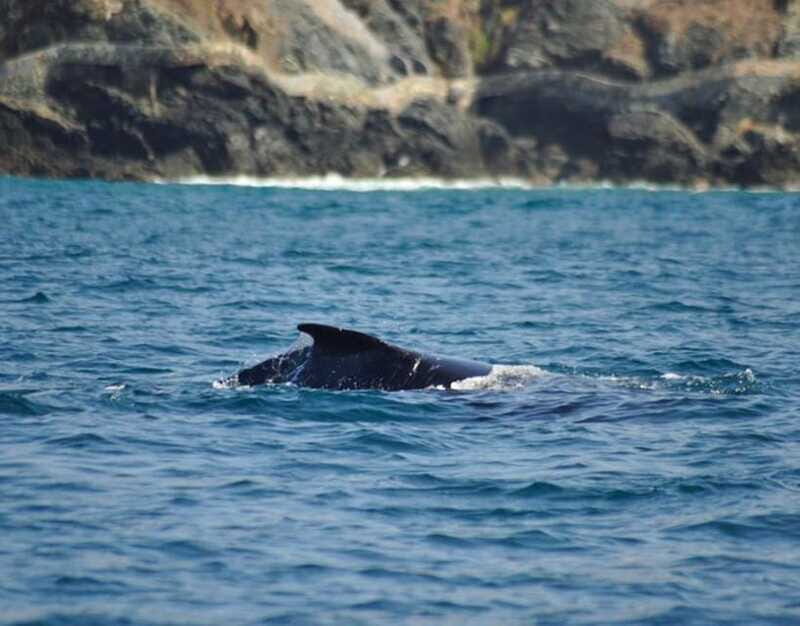 Zihuatanejo: Marine Life Observation Tour - Discovering Zihuatanejo’s Marine World