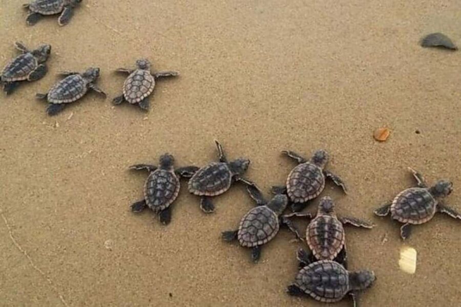 Zihuatanejo: Turtle Release Experience at Playa Blanca - Who Will Love This Tour?