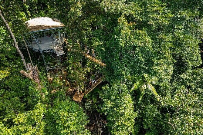 Ziplining Cape Tribulation with Treetops Adventures - The Experience: From Ground to Canopy