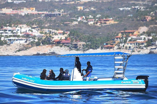 Zodiac Whale Watching Adventure - Incl FREE photos - What to Expect & Practical Details