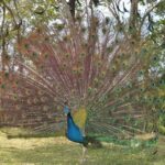 Zoological and Forestry Park Admission Ticket - What Travelers Say: Real Perspectives