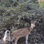 05 Days - Private Luxury Golden Triangle Tour with Ranthambore - Frequently Asked Questions