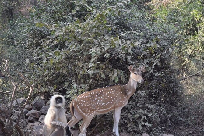 05 Days - Private Luxury Golden Triangle Tour with Ranthambore - Frequently Asked Questions