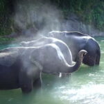 1 Day Experience in Tangkahan - Return Journey and Final Arrivals to Medan