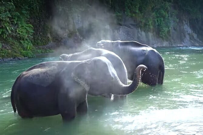 1 Day Experience in Tangkahan - Return Journey and Final Arrivals to Medan