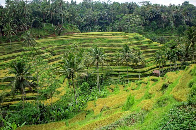 1 DAY Kintamani Plateau + Ubud + Tegallalang Rice Terrace + Tirta Empul Temple / Private tour 8 hours, English/Japanese - What Does the Tour Mean for You?