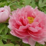 1-Day Luoyang tour to Longmen Grottoes and Peony Garden - Practical Details and What They Mean for You