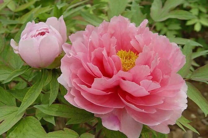 1-Day Luoyang tour to Longmen Grottoes and Peony Garden - Practical Details and What They Mean for You