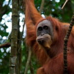 1 Day Sumatra Orangutan Jungle Trekking Medan - Bukit lawang - Wildlife Encounters and Ethical Observation