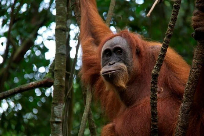 1 Day Sumatra Orangutan Jungle Trekking Medan - Bukit lawang - Wildlife Encounters and Ethical Observation