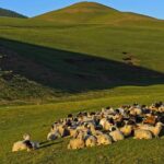 1 Day Tour: Khustai National Park - A Deep Dive into the Khustai Experience