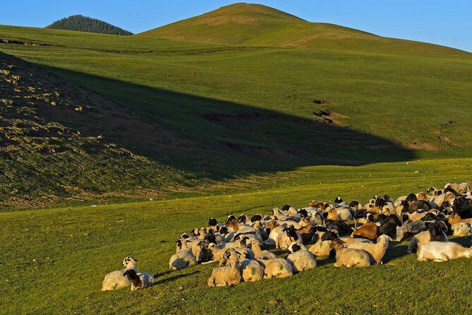 1 Day Tour: Khustai National Park - A Deep Dive into the Khustai Experience