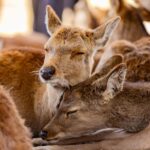 1-Day Walking Tour in Nara: Palace, Deer and Inkstick - Savoring Local Flavors in Nara’s City Center