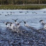 1 Hour Florida Everglades Wildlife Tour - Detailed Review of the Experience