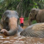 1-Hour Guided Khaolak Elephant Sanctuary Observation Tour - Detailed Breakdown of the Tour Experience