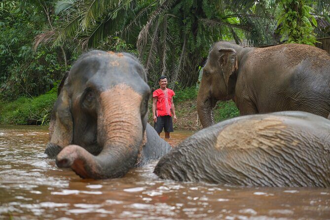 1-Hour Guided Khaolak Elephant Sanctuary Observation Tour - Detailed Breakdown of the Tour Experience