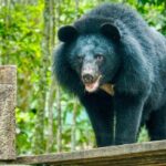 10 Day Ethical Animals Tour Where the Wild Things Roam - Why This Tour Works for You