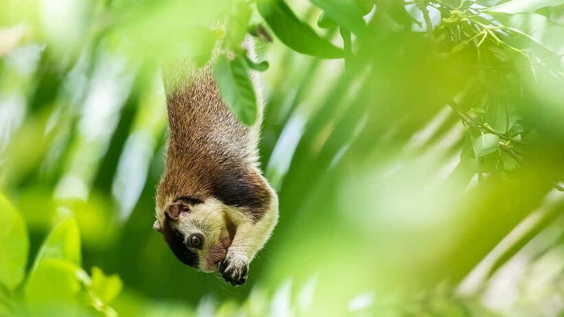 10-Day Tour in Galle, Yala, Ella, & Sigiriya with Train Ride - FAQs