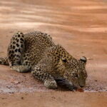 10 Days Beach Round Tour to ARUGAM BAY - Authentic Experiences and Surprising Highlights