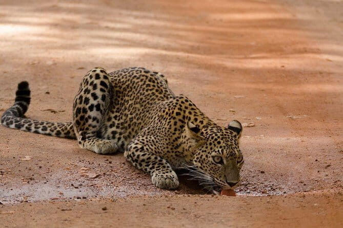 10 Days Beach Round Tour to ARUGAM BAY - Authentic Experiences and Surprising Highlights