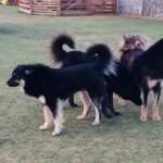 10 Days Gobi Desert and Express Mongolia - Is This Tour Worth the Price?