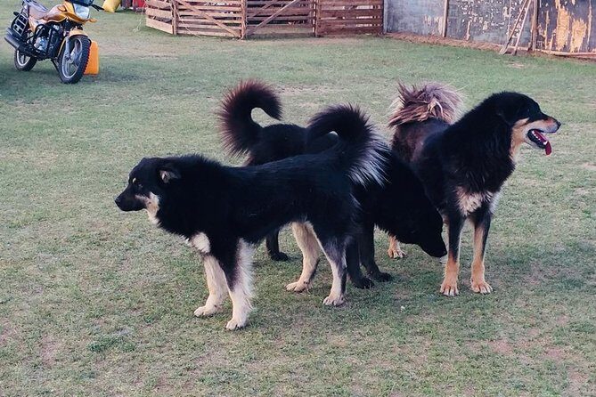 10 Days Gobi Desert and Express Mongolia - Is This Tour Worth the Price?